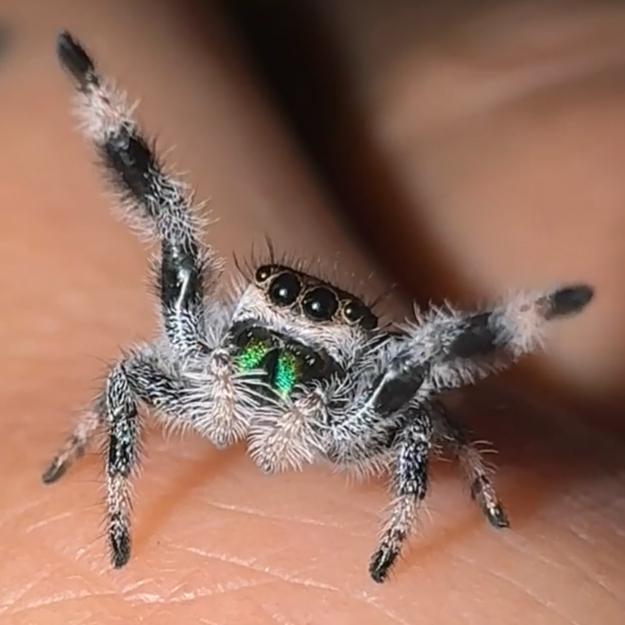 Regal Jumping Spider (Male) | Snuggle Spoods